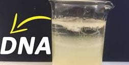 Science Banana DNA Extraction Experiment – The Manaiakalani Network ...